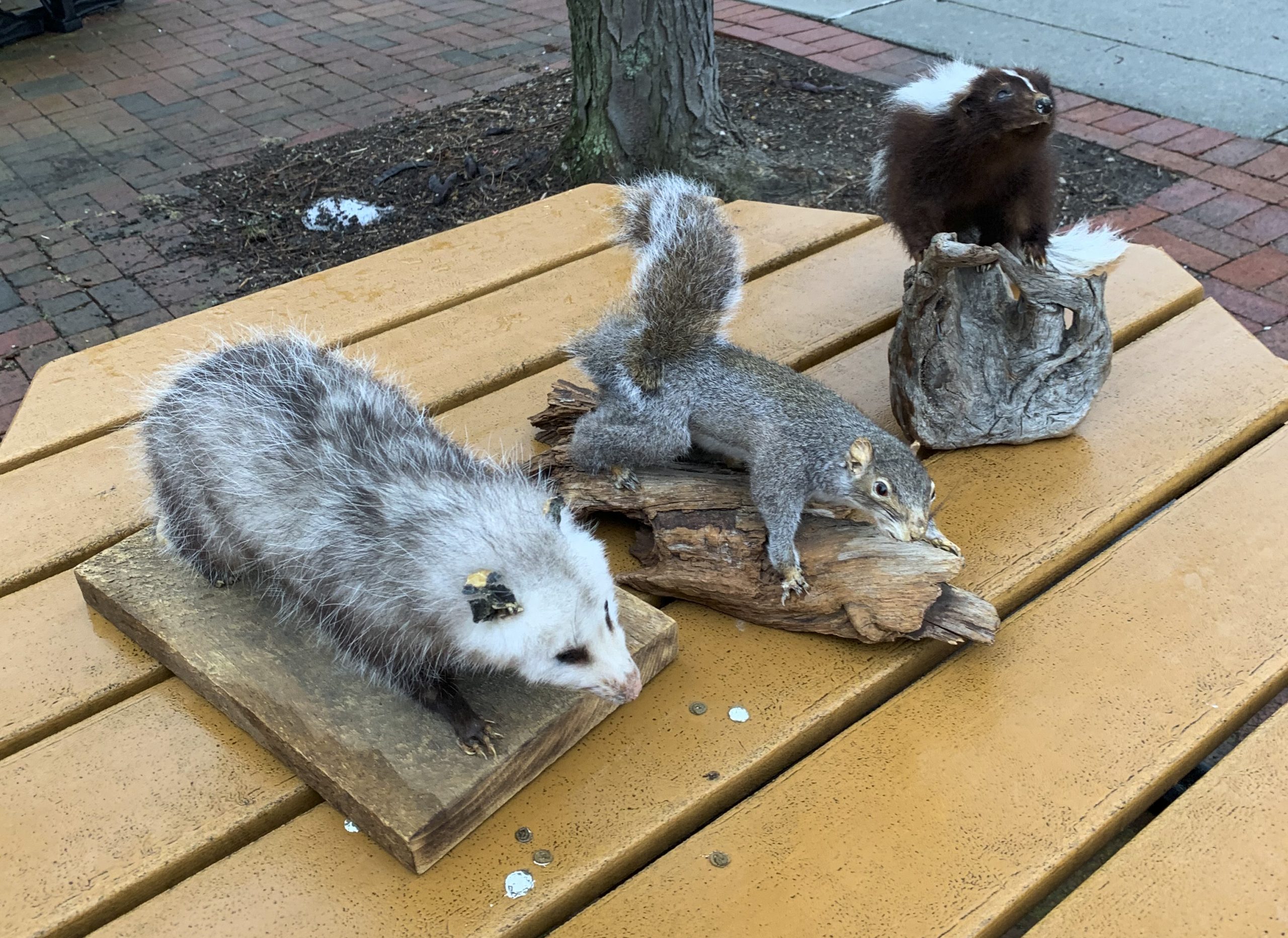 KSC students track animals around campus – The Equinox