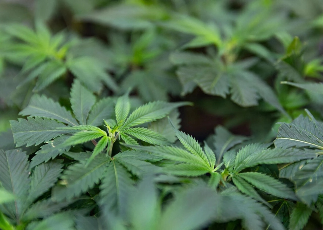 New laws prime state’s medical marijuana program for expansion – The ...